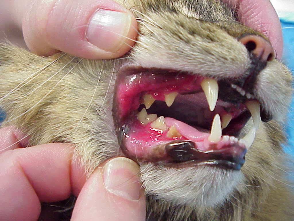 Stomatitis Bei Katzen Bilder , Zahnfleisch-Entzündung bei der Katze ...