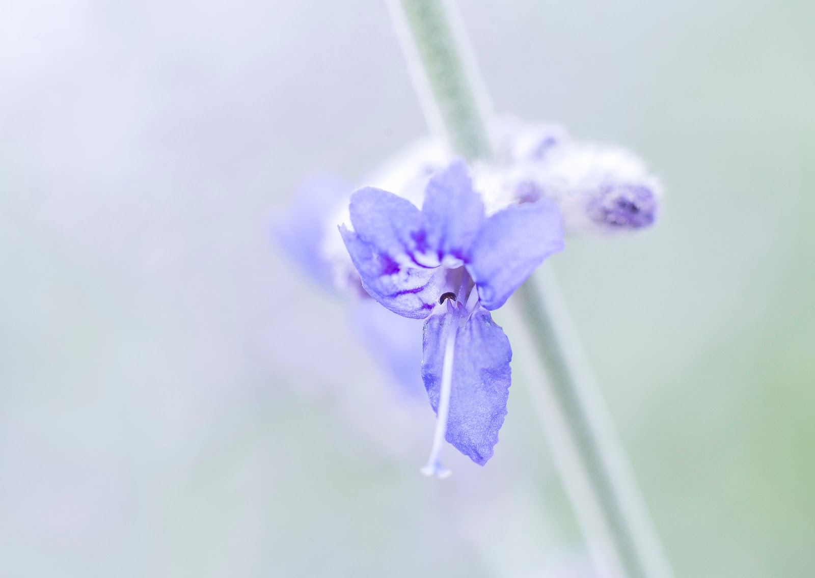 "Shrinking violet" nghĩa là gì?