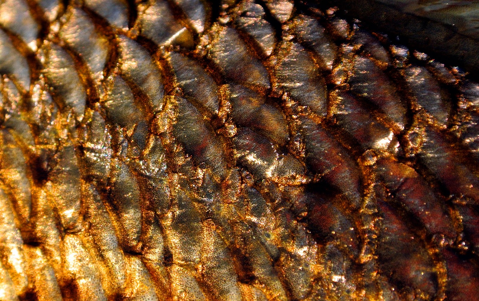 El Camino Blues...: Sweatfest at PAC...