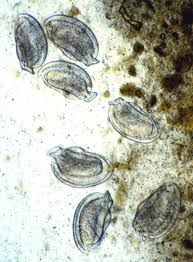 Basic Concept of Invertebrate Zoology Knowledge: Outline Classification ...