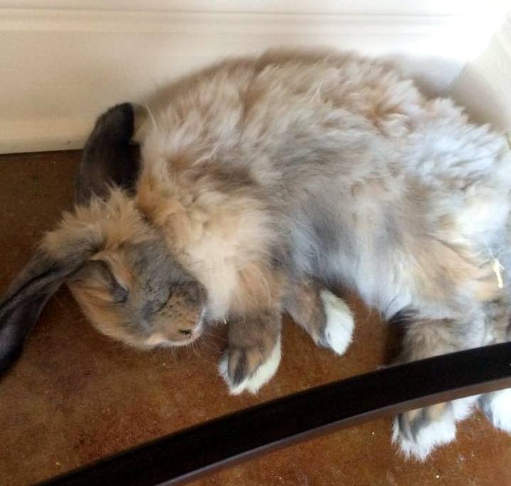 Rabbit Ramblings: Flopapalooza -- The DBF, or Dead Bunny Flop