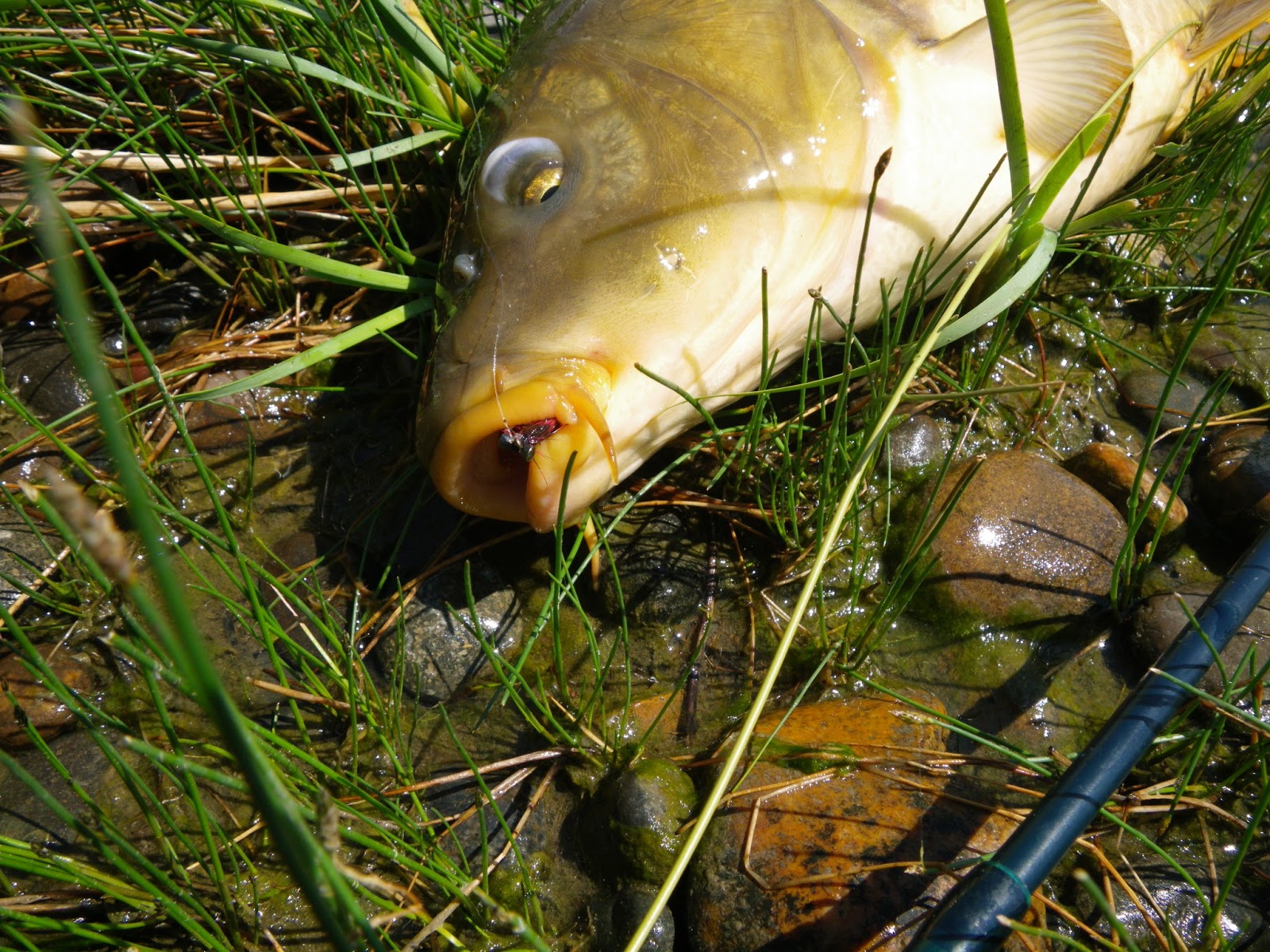 Got Backing? (Formerly Known as Mr. P.'s Blog): Carp Parts--Mouths and Lips