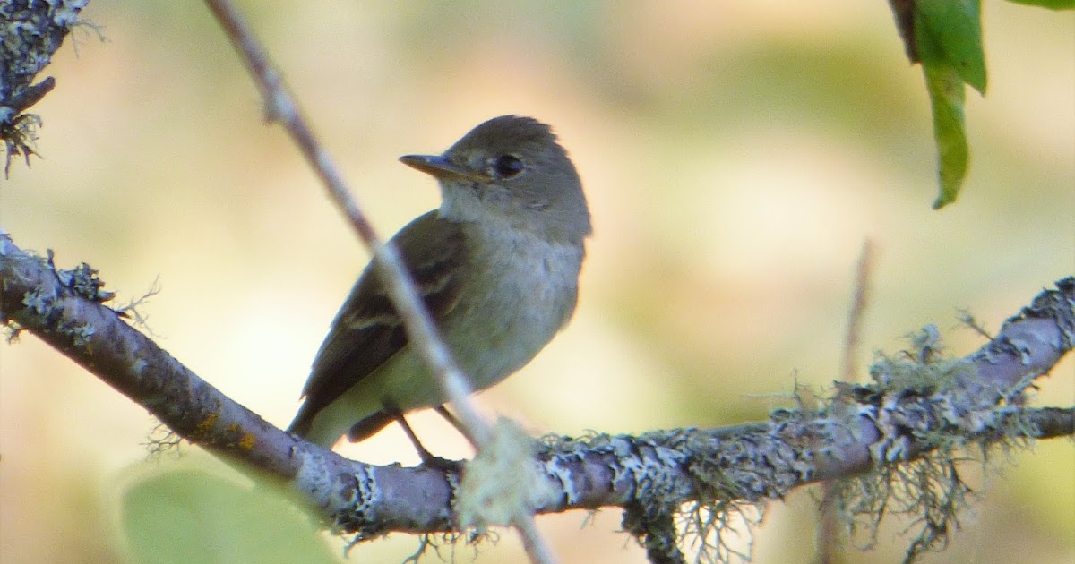 Geotripper's California Birds: Willow Flycatcher at Silver Lake, Washington