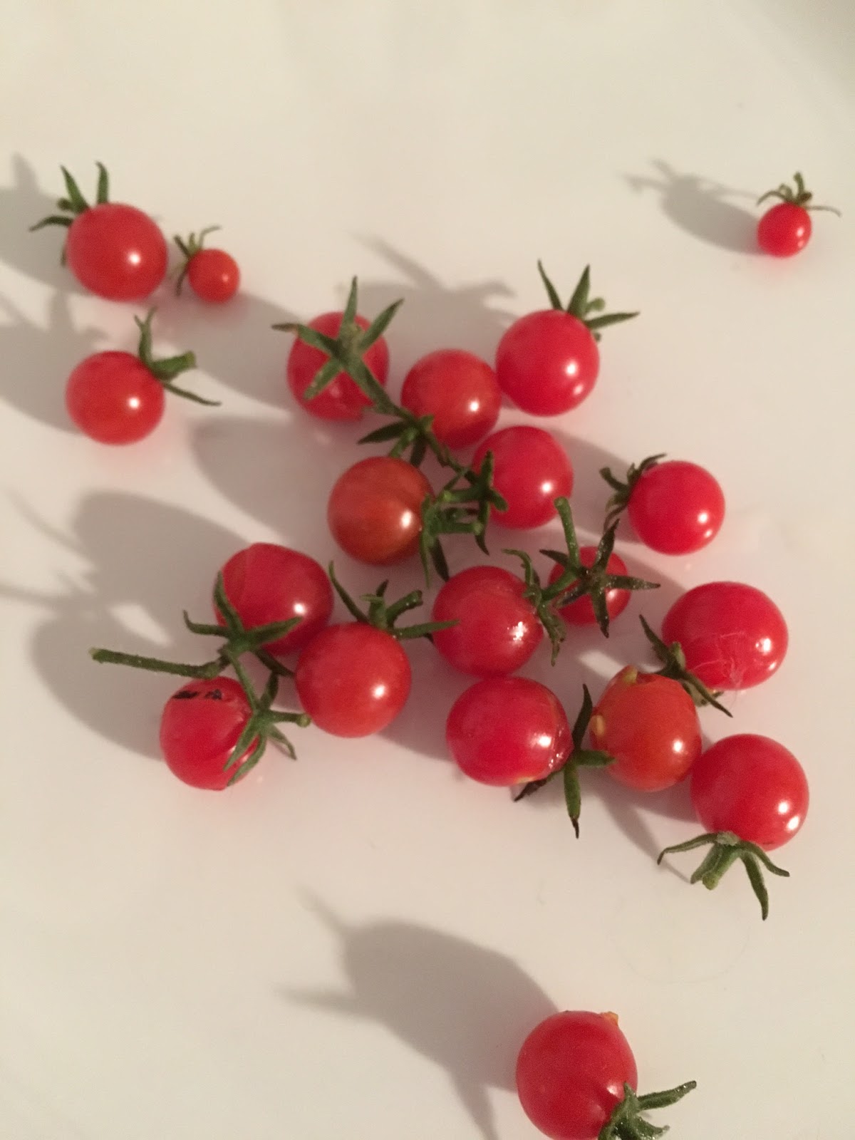 WashingtonGardener: Fenton Friday: Currently Currant Tomatoes