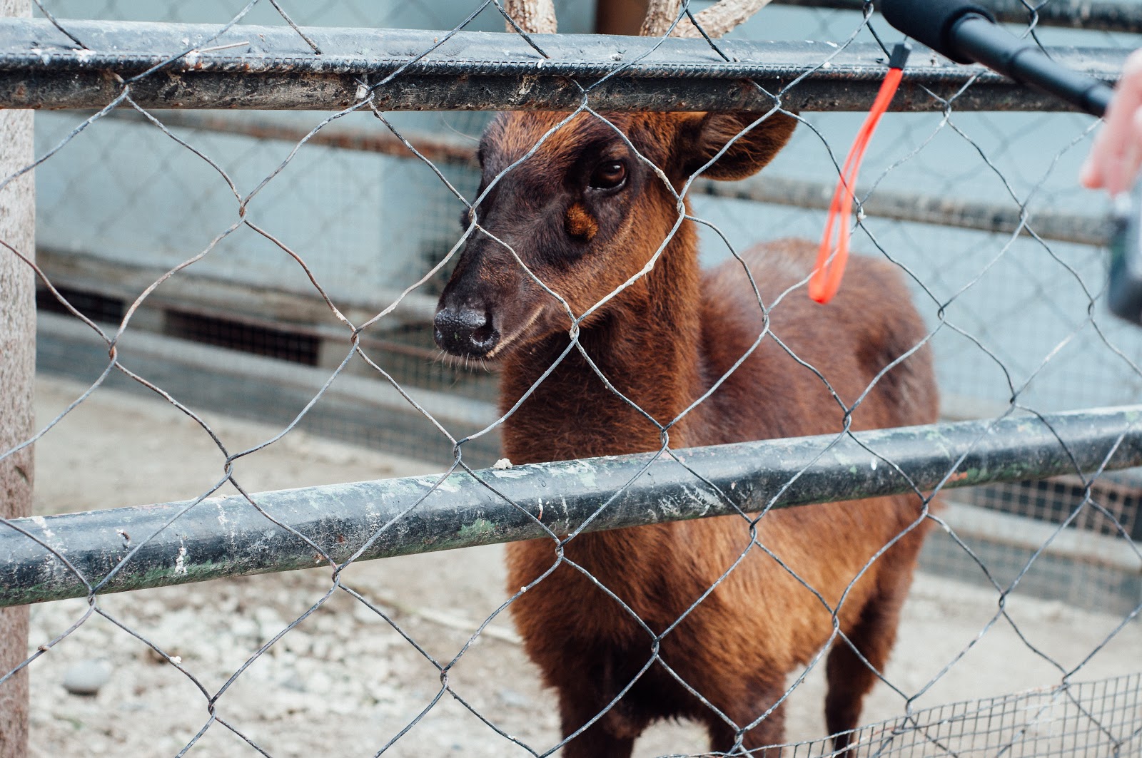 Discover Davao : Davao Crocodile Park - Ochi In The City