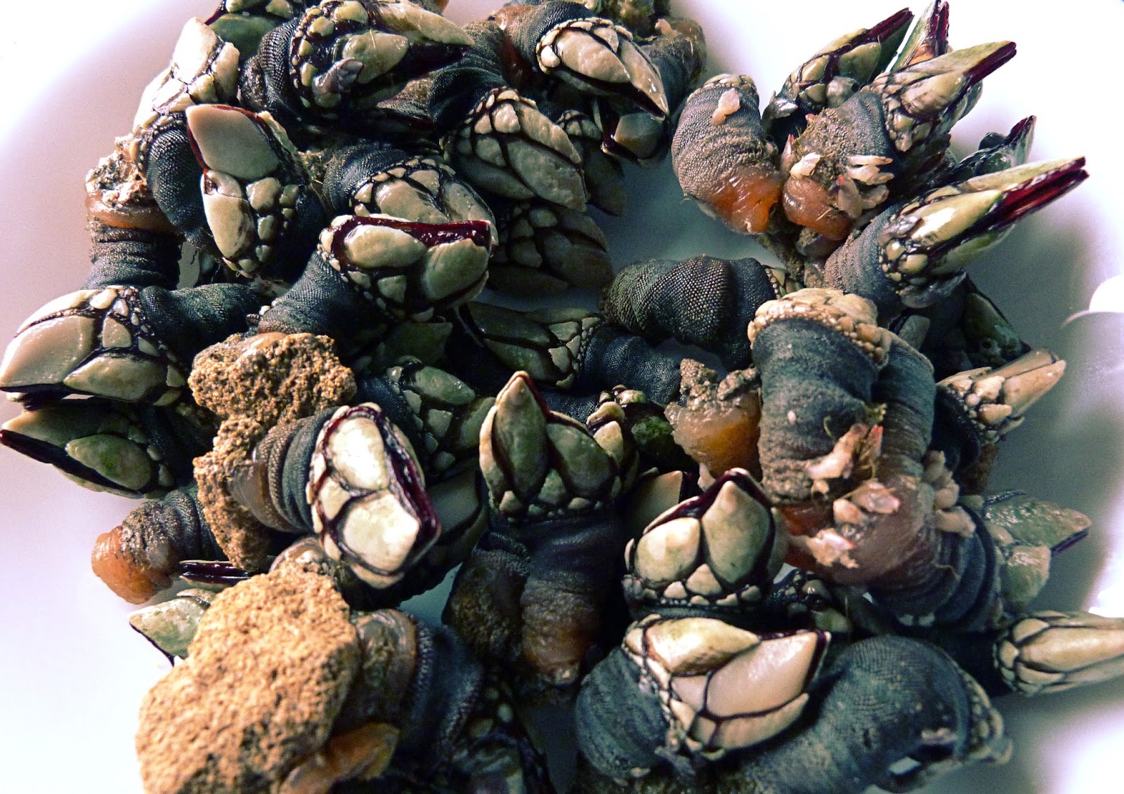 PERCEBES