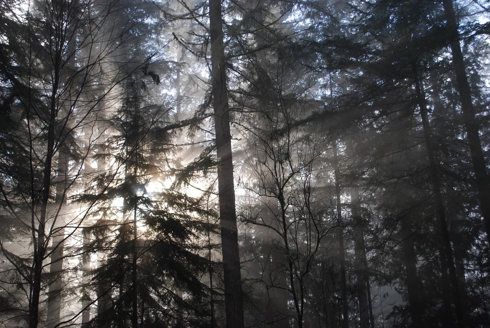 Make It... a Wonderful Life: Morning Light