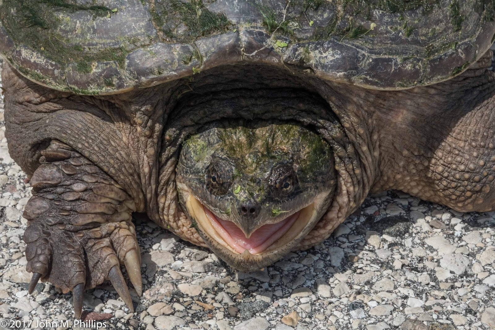SKEPTIC PHOTO: SNAPPING TURTLES HAVE WHISKERS