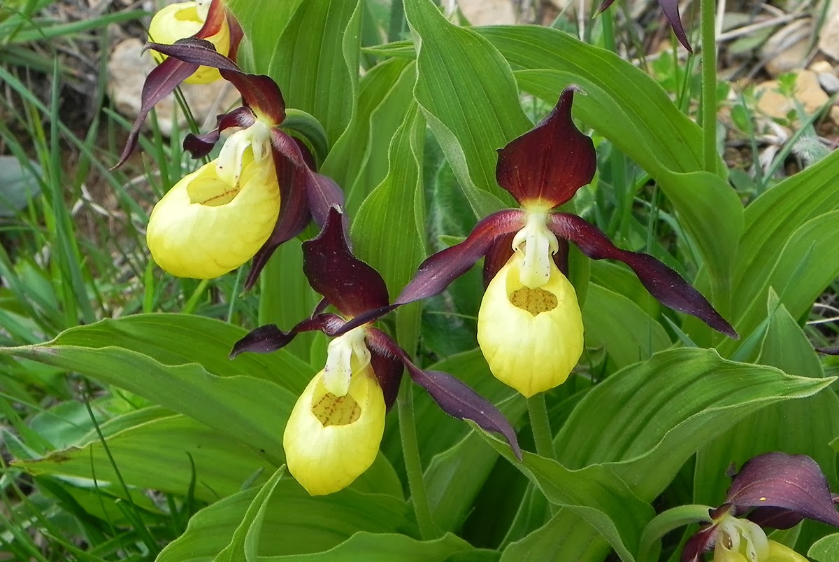 FLORA DE PIRINEOS: Cypripedium calceolus L (Monte Pacino)