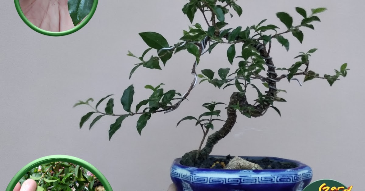 SAKURA MIKRO / SAKURA MICRO: JUAL BONSAI SAKURA MIKRO - BONSAI SAKURA MICRO