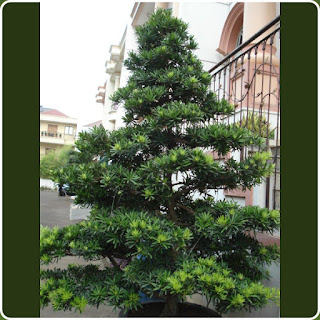 Tanaman / Pohon unik Lohansung