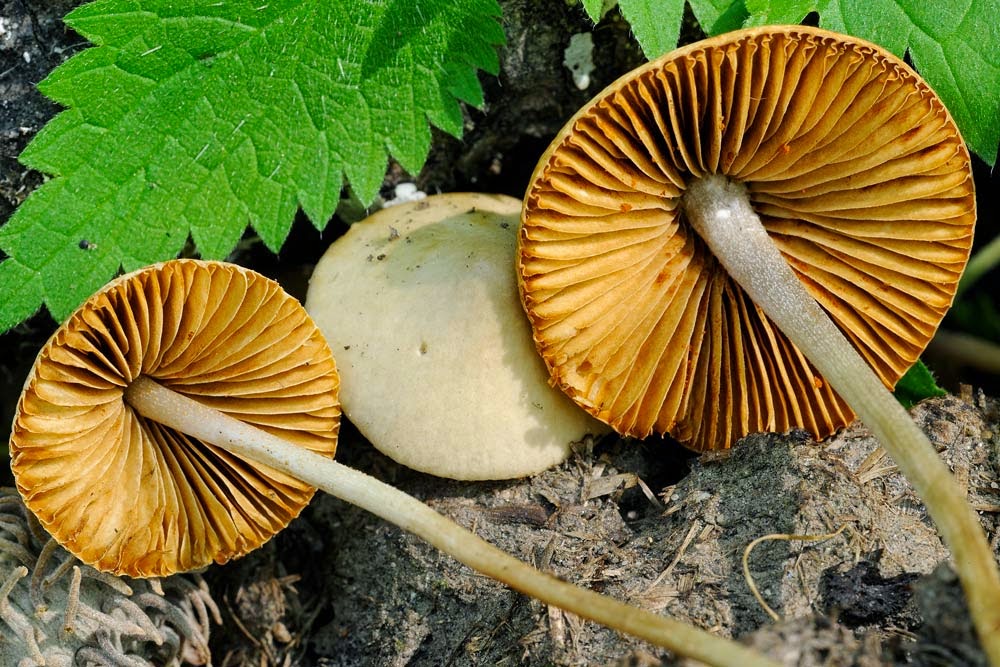 Funghi Teramani: Conocybe rickenii (J. Schaeff.) Kühner