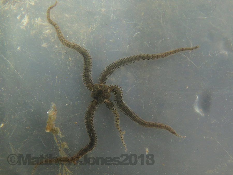 The shape and the idea