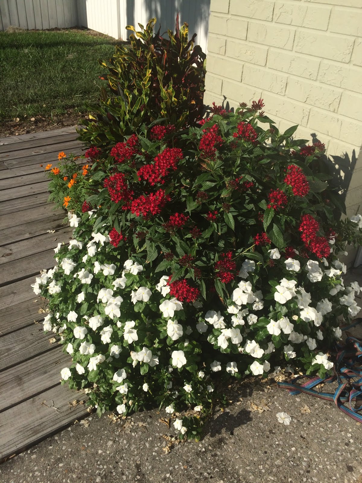 Red Pentas | DOMAIN ADDRESS FOR SALE