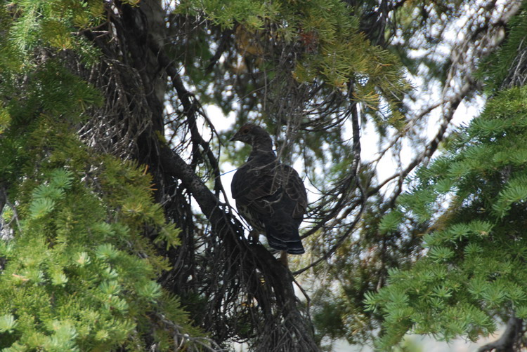 Roasted Grouse Recipe – Copley Brittany Blog