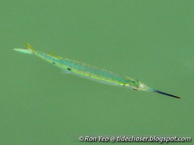 tHE tiDE cHAsER: Marine Ray-finned Fishes of Singapore