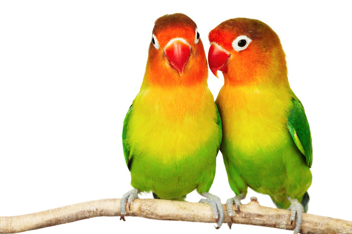 Everything About Pets: Love Birds