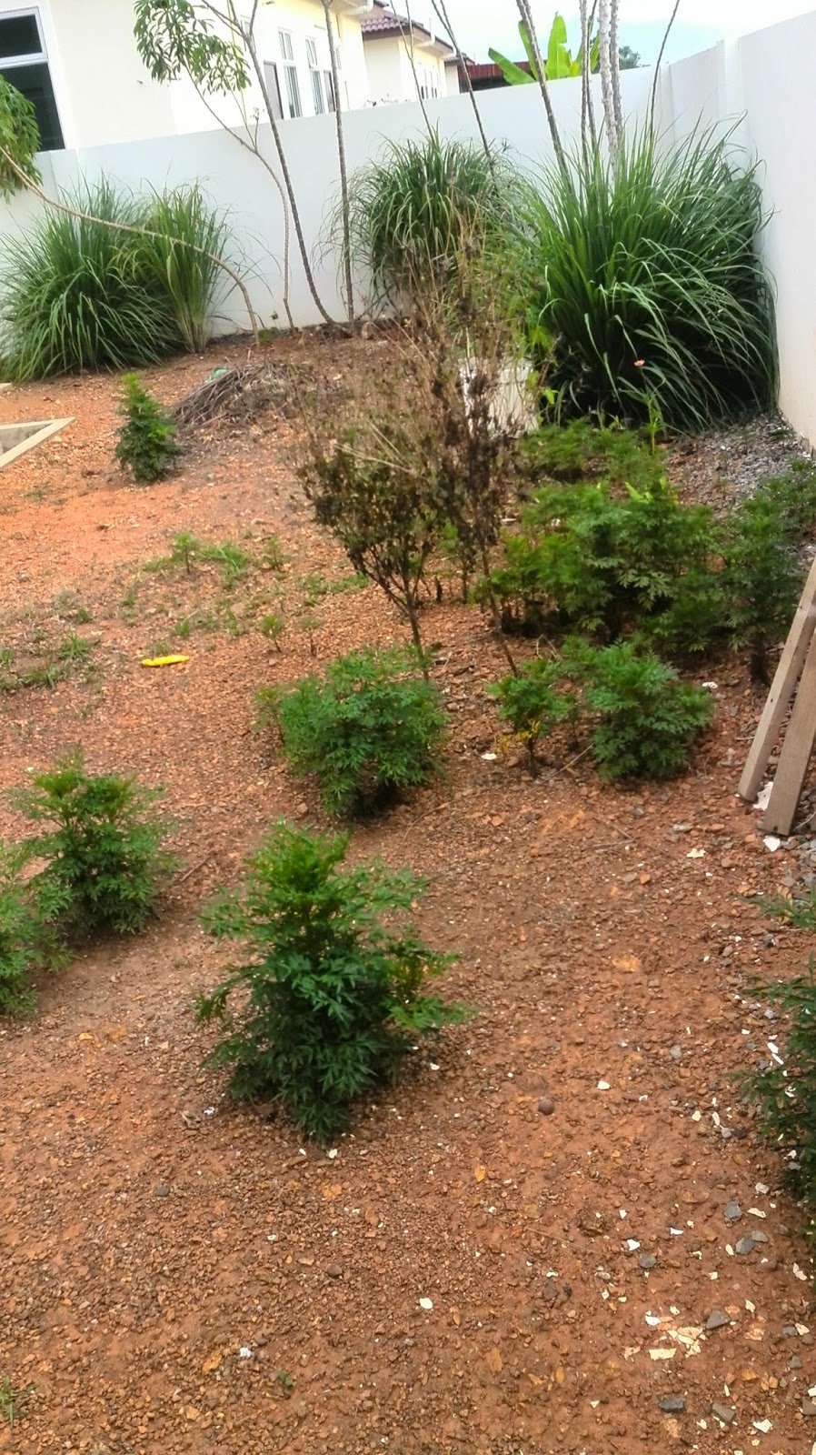 namakucella: ULAM PUCUK SENERUI...PUCUK PUTAT...PUCUK ULAM RAJA