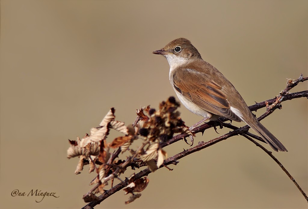 NATURANAFOTOS: Curruca zarcera