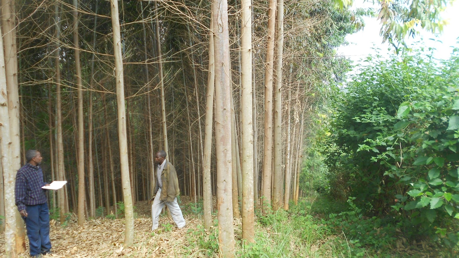 Reforestation for Environmental Conservation in Africa ~ Agro ...