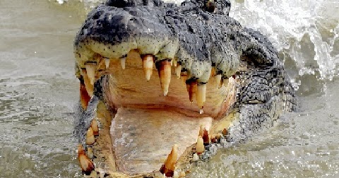 Crocodile's tongue is attached to the bottom of its mouth - General ...