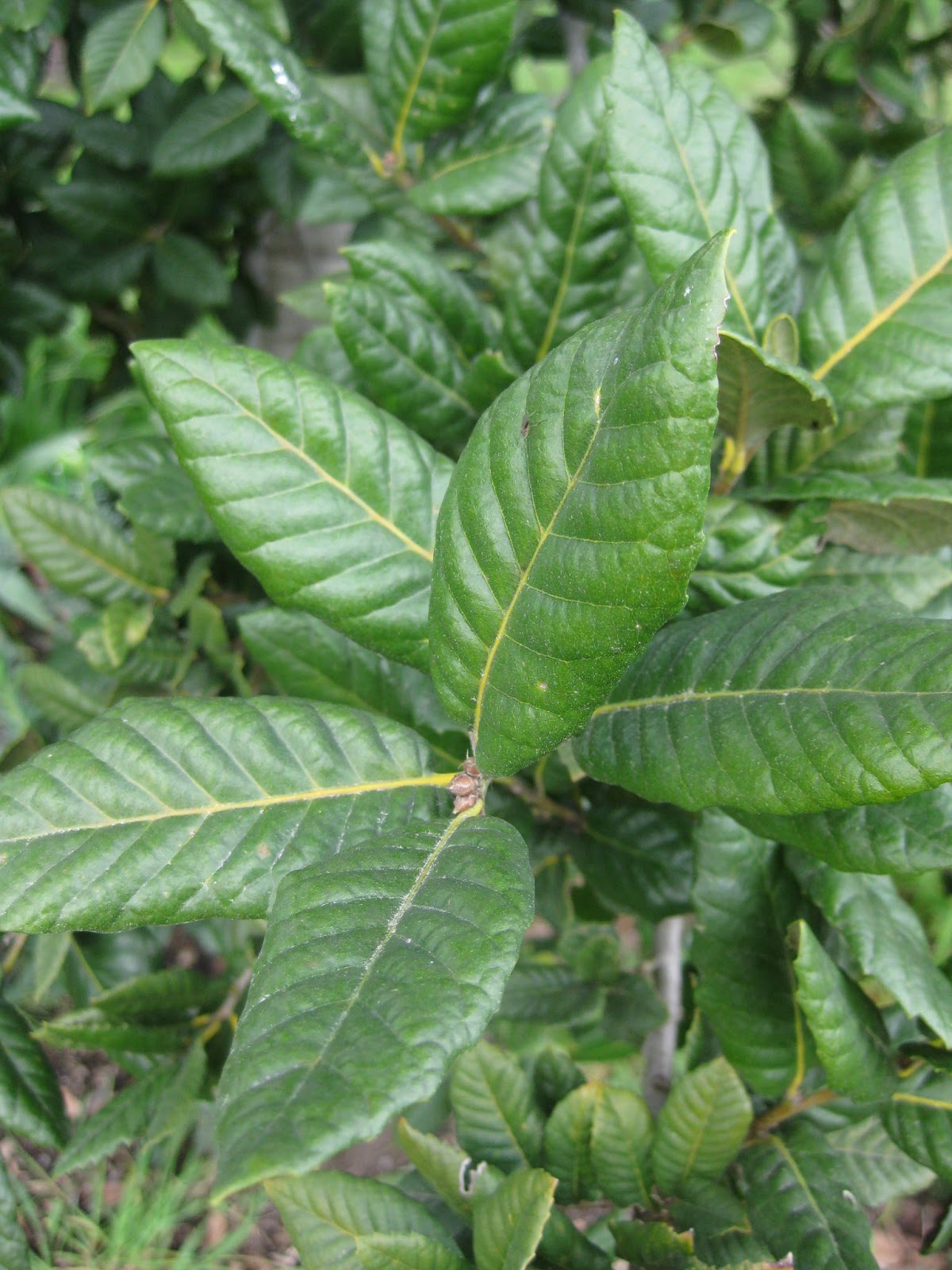 Trees of Santa Cruz County: Quercus tomentella - Island Oak