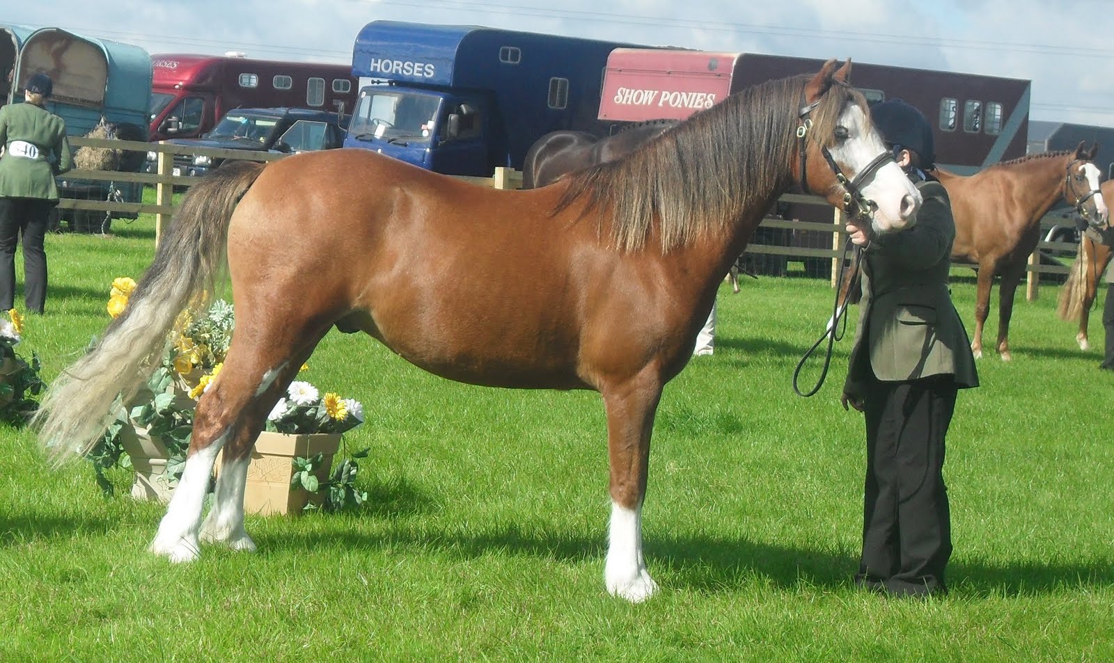 Hooray For Hooflex! - Absorbine