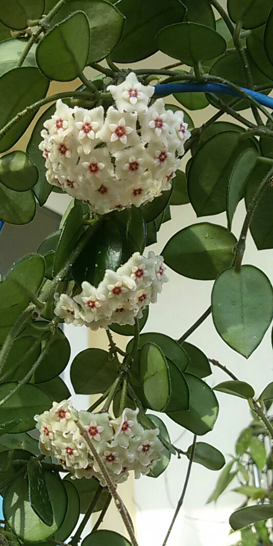 Hoya plants (mum çiçeği)