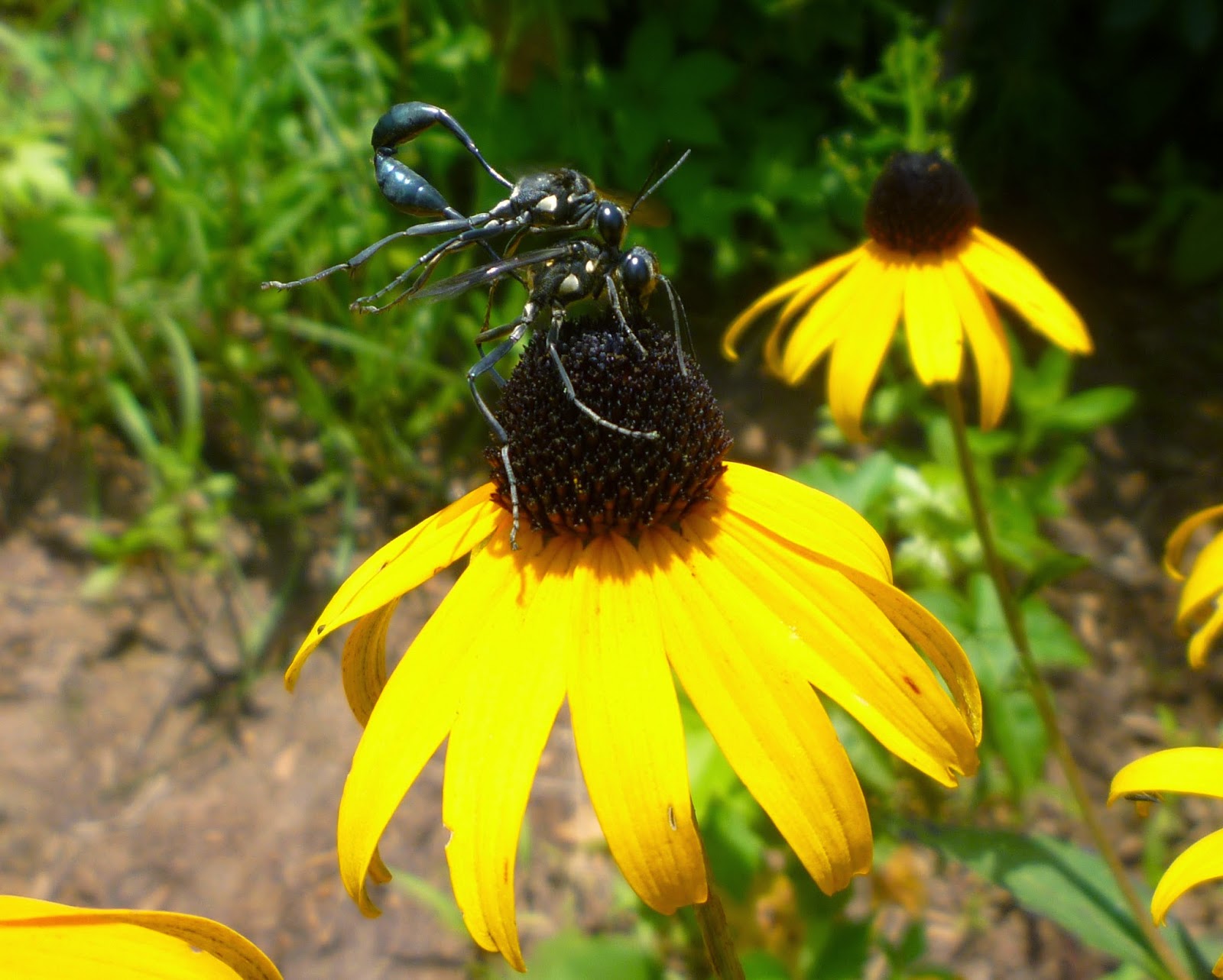 From Bluebirds to Turtles: PANDORUS SPHINX MOTH, SICKLEPOD, LARGE ...
