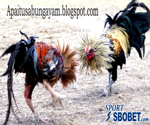 Apa Itu Sabung Ayam : Cara Bertaruh Sabung Ayam - Apa Itu Sabung Ayam