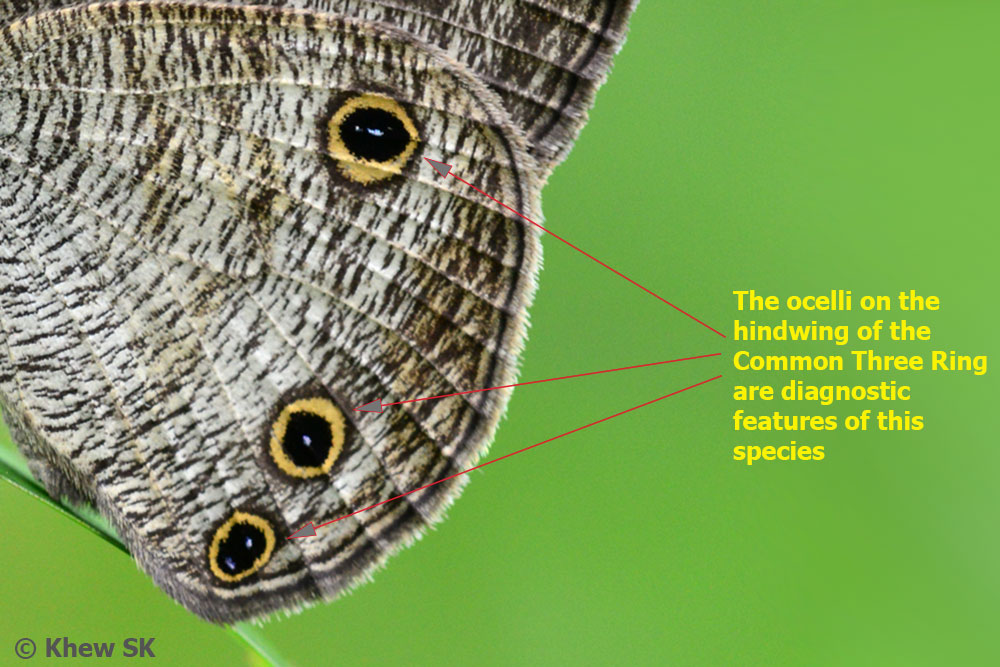 Butterflies of Singapore: Butterfly Anatomy - Part 4