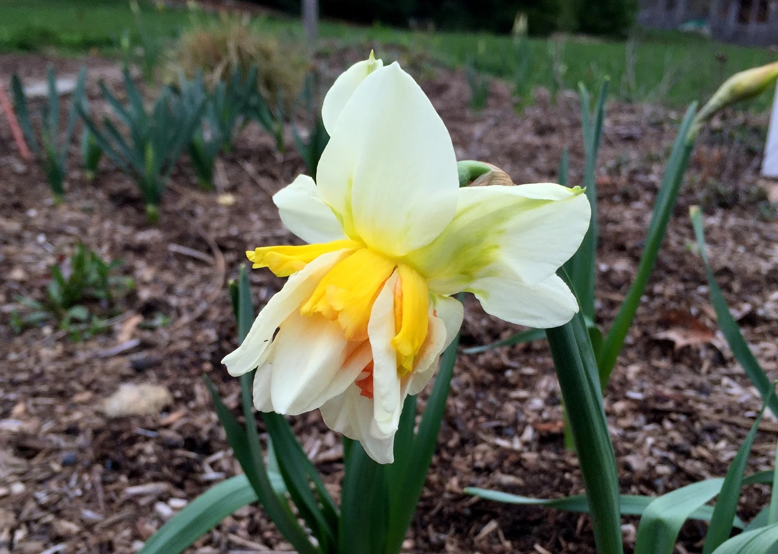 Red House Garden: The Daffodil Awards