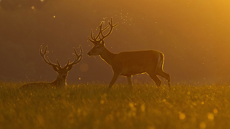 Red Deer