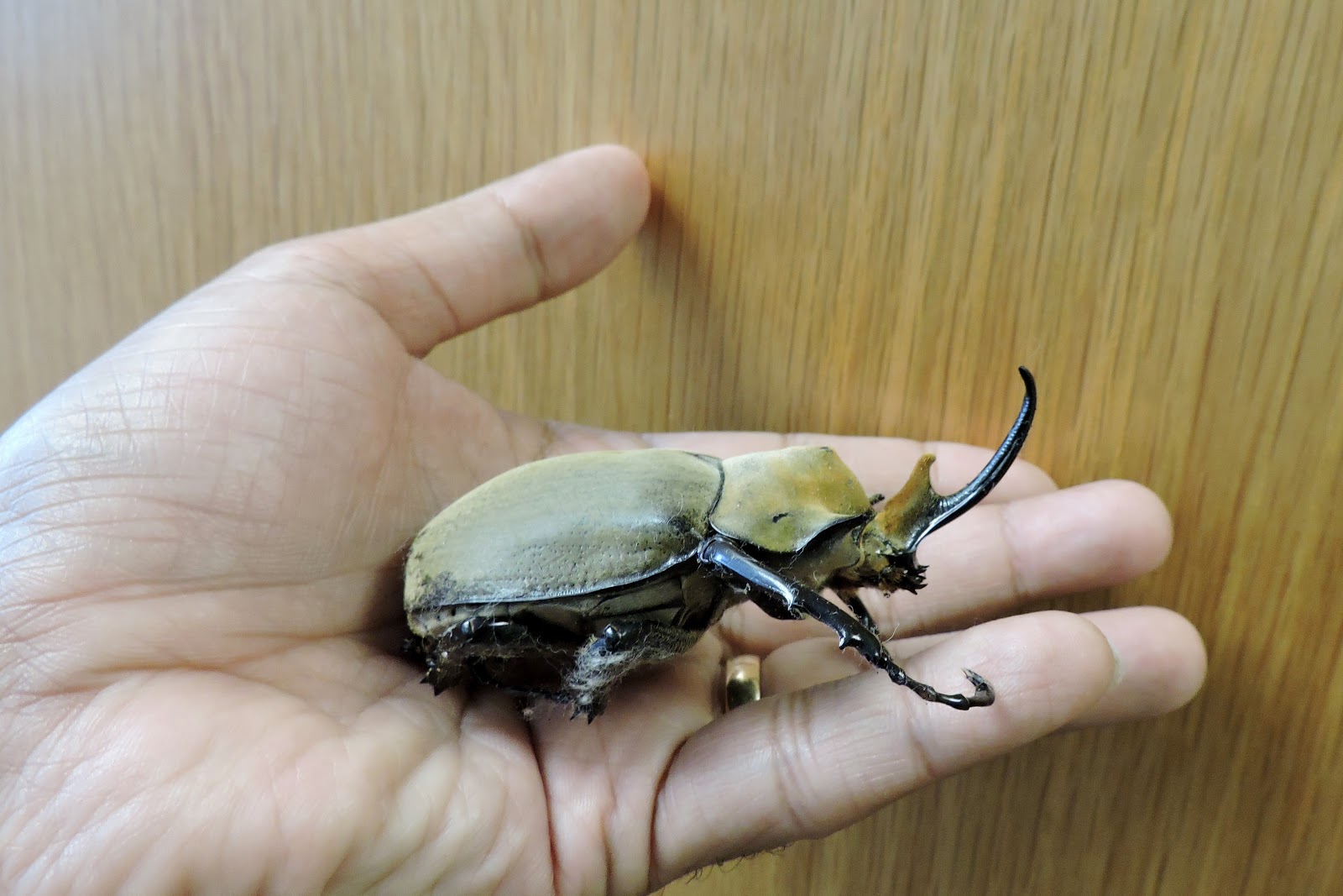 Capital Naturalist by Alonso Abugattas: Hercules Beetles - Rhinos ...