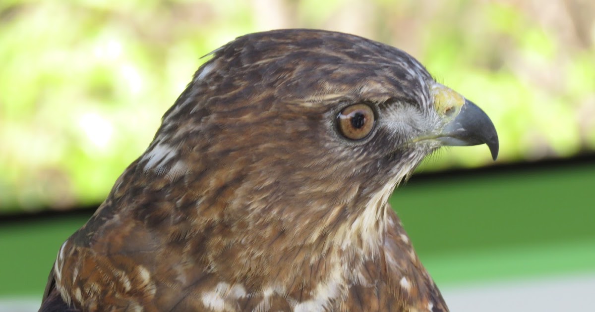 Bird & Travel Photos, Birding Sites, Bird Information: BROAD-WINGED ...