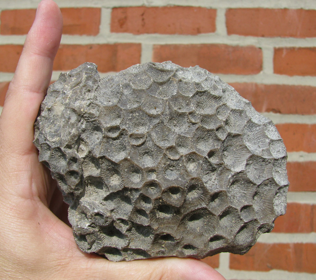 Views of the Mahantango: Hexagonaria alpenensis from Michigan