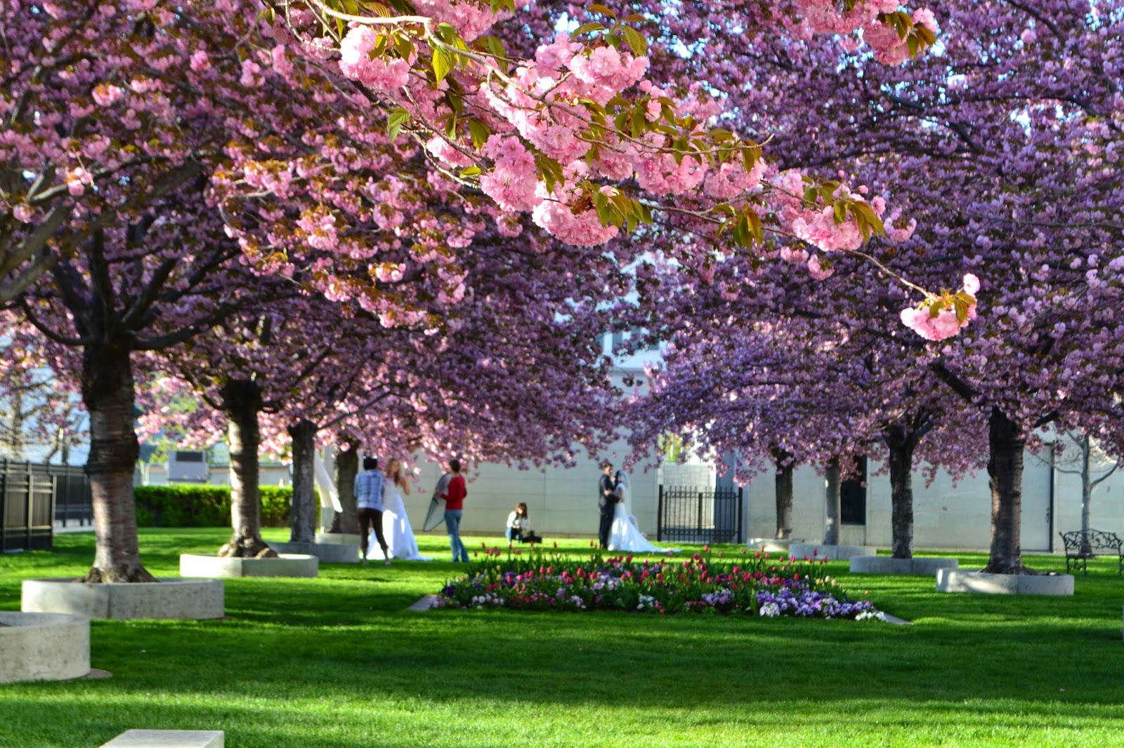 Katie Wanders : Spring in the (Salt Lake) City