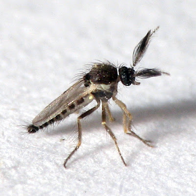 Variety of Life: Forcipomyia