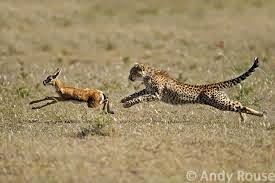 Cheetah Times: What Cheetahs Eat