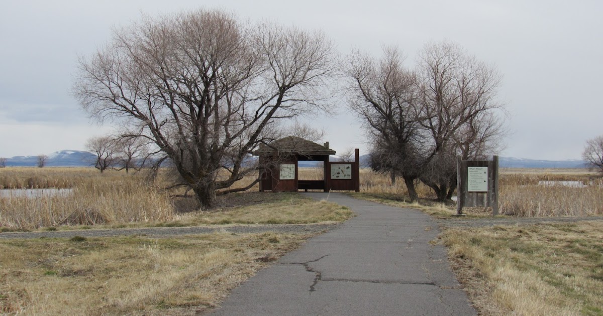 Wings and Daydreams: Discovery Marsh Trail ☼ Klamath Basin Wildlife ...