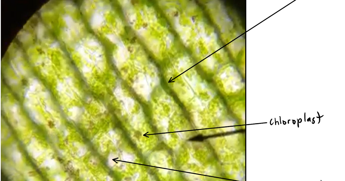 Elodea Cell Labeled Cytoplasm