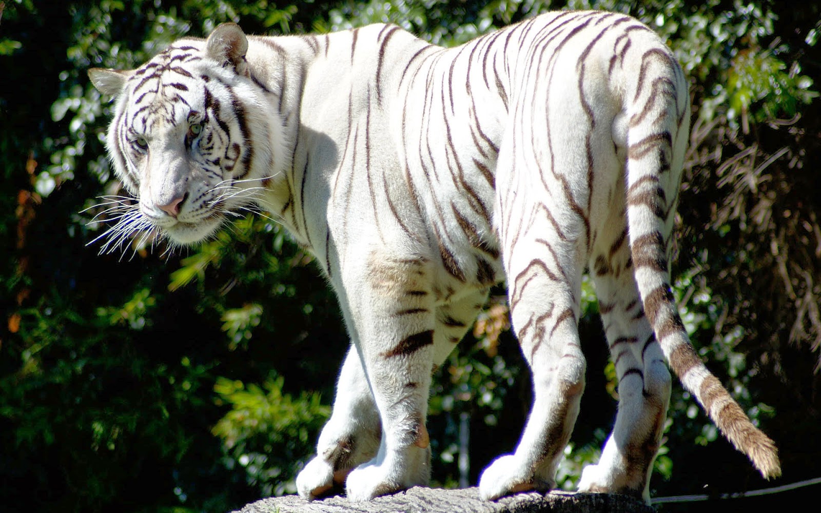 curiosidades: Tigre Blanco