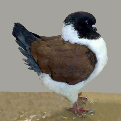 Macam-Macam Merpati Hias | Arena Burung