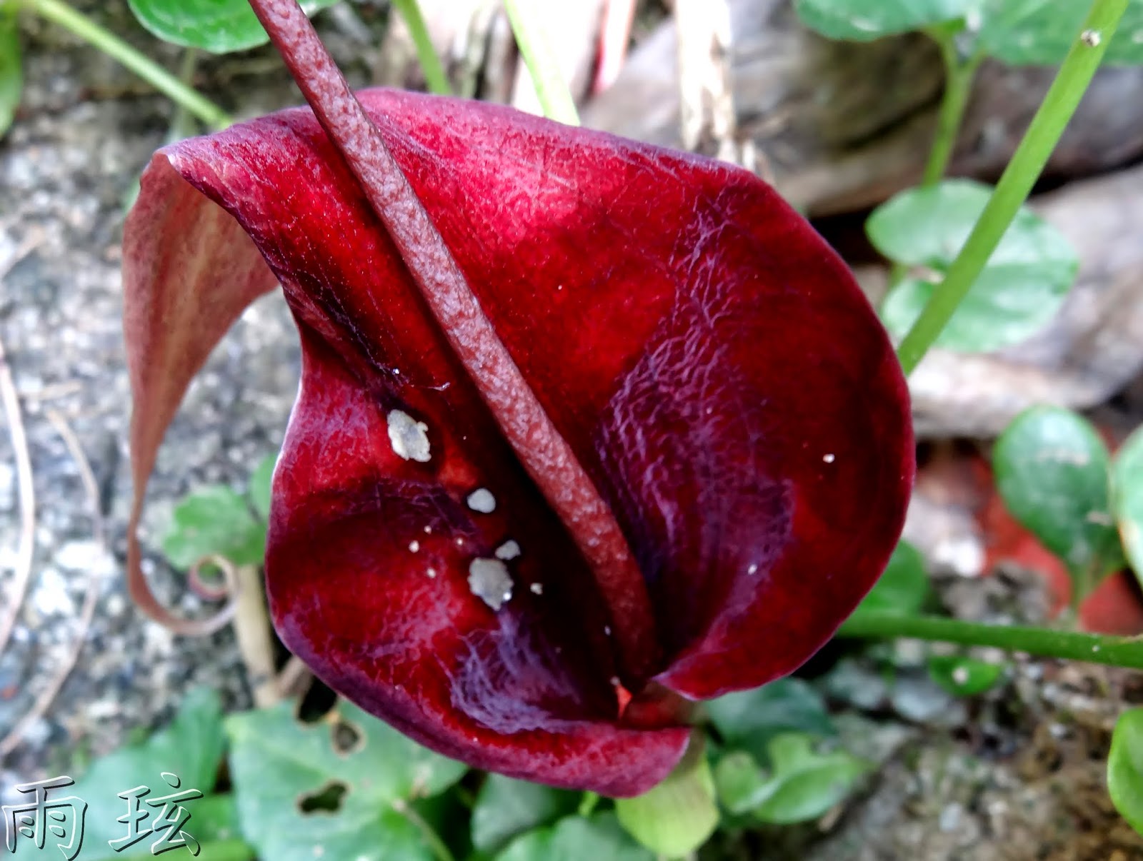 雨玹: 土半夏(犁頭草)/Typhonium roxburghii