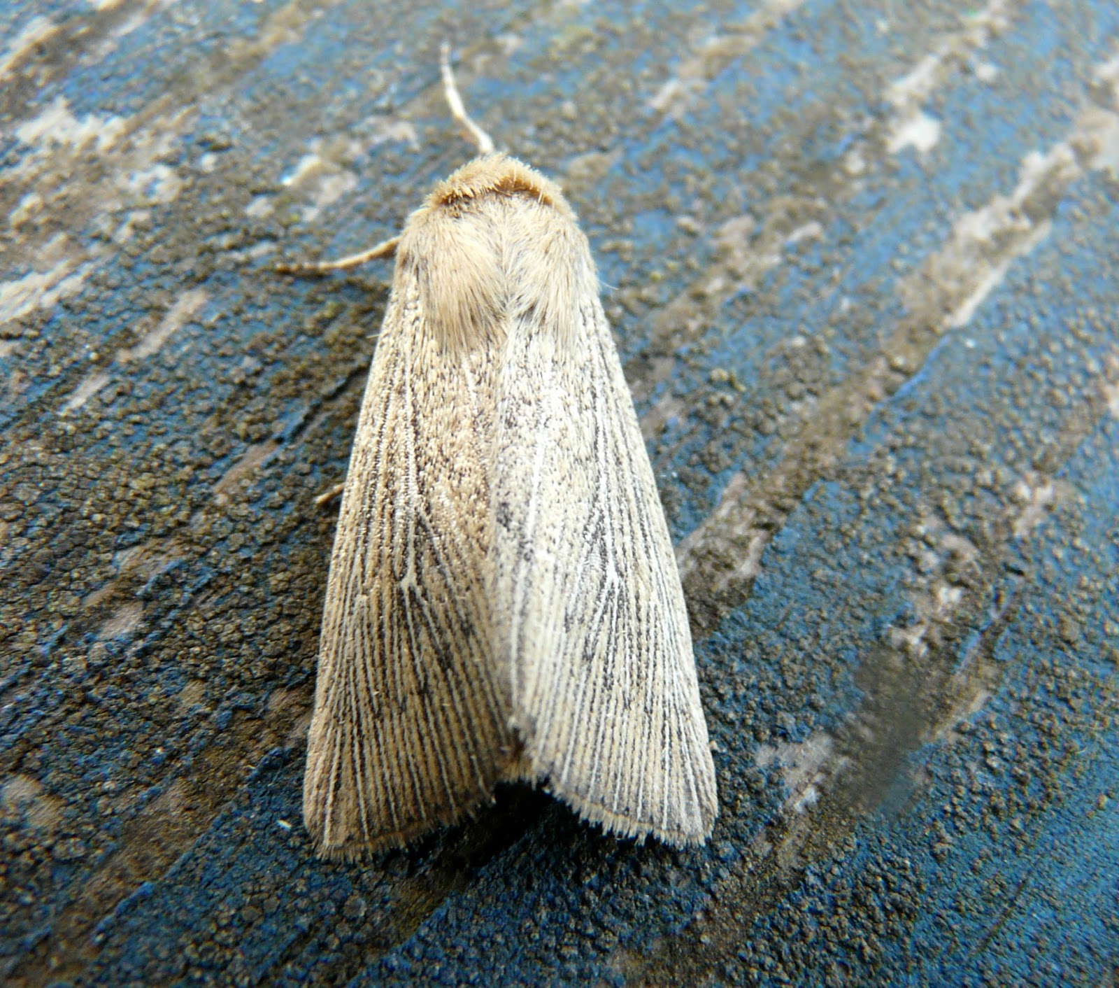 birdingexmouth: Obscure and Silky Wainscots