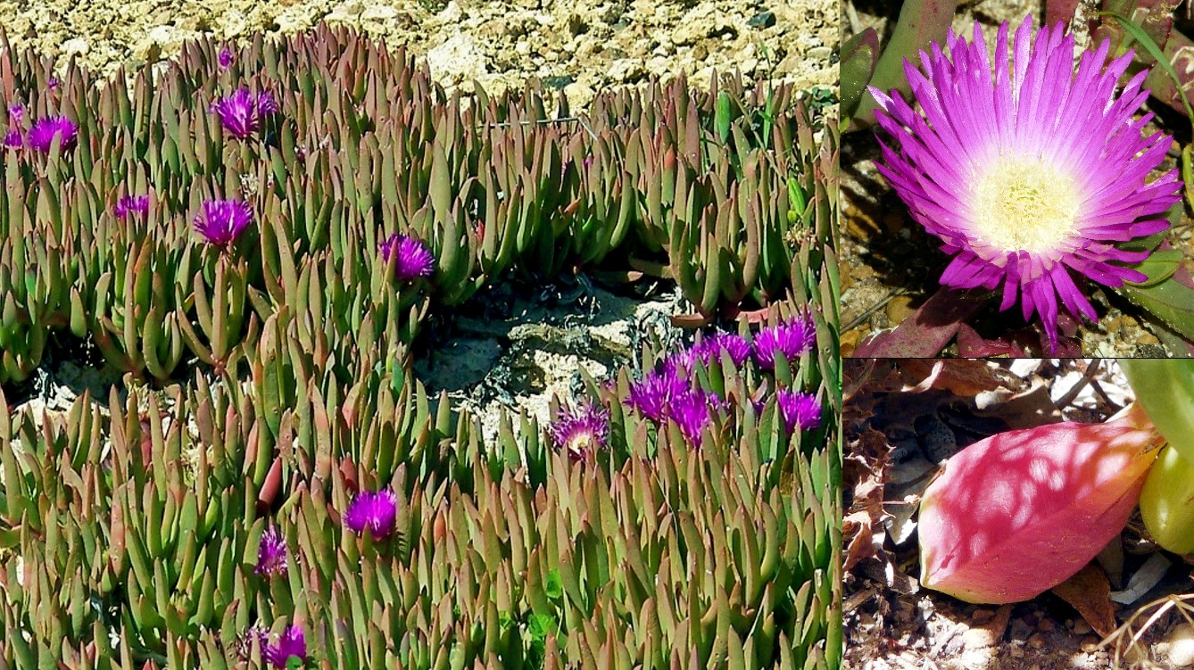 Nature of Lincoln Cove: pigface