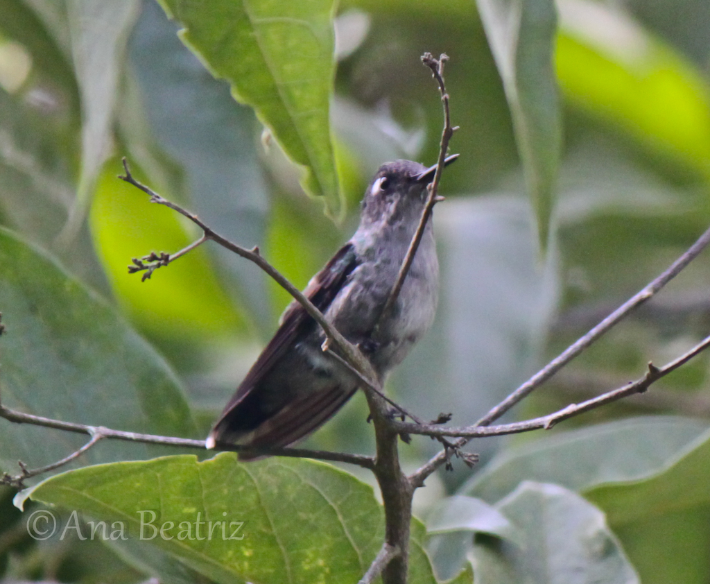 Aventura fotográfica: Colibrí cabeza violeta hembra (Klais guimeti)