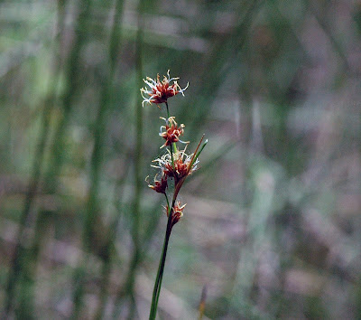 Field Biology in Southeastern Ohio: Cedar Bog