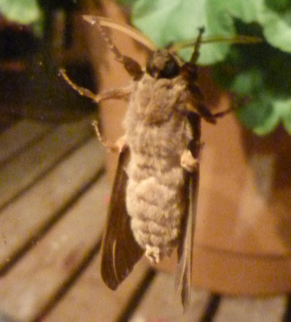 Moths raining rats and dogs