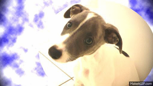 Mini Galgos: Mini Galgos à venda